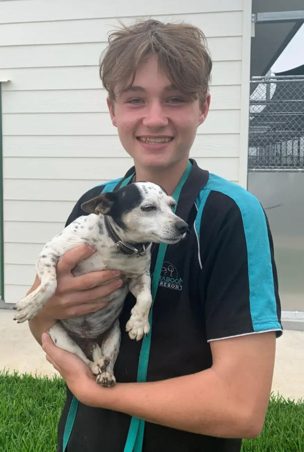 Maraboon Pet Resort QLD | Veterinary Clinic, Boarding Kennel, Cattery ...